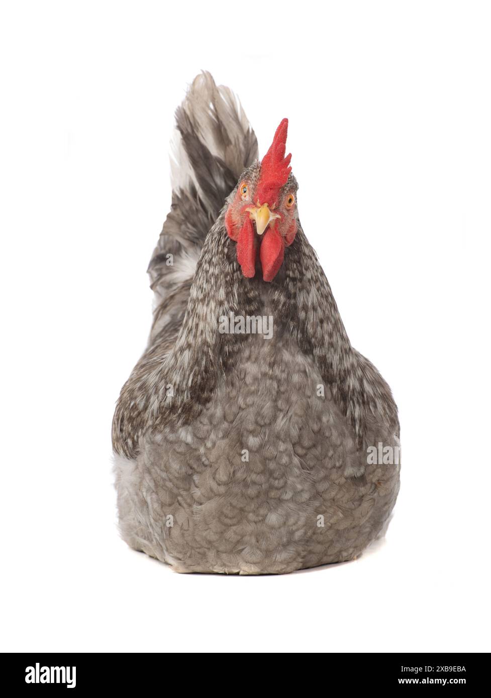 gray roosters isolated on white background Stock Photo - Alamy