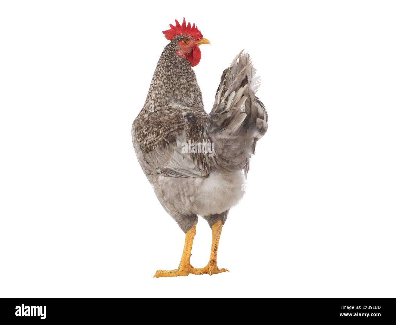 gray rooster isolated on white background Stock Photo - Alamy