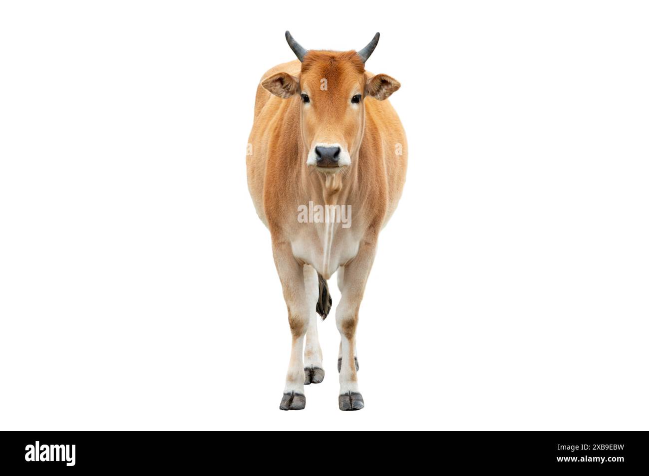 zebu isolated on white background Stock Photo - Alamy