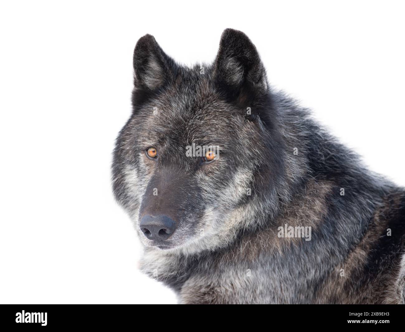 canadian black wolf isolated on white background Stock Photo - Alamy