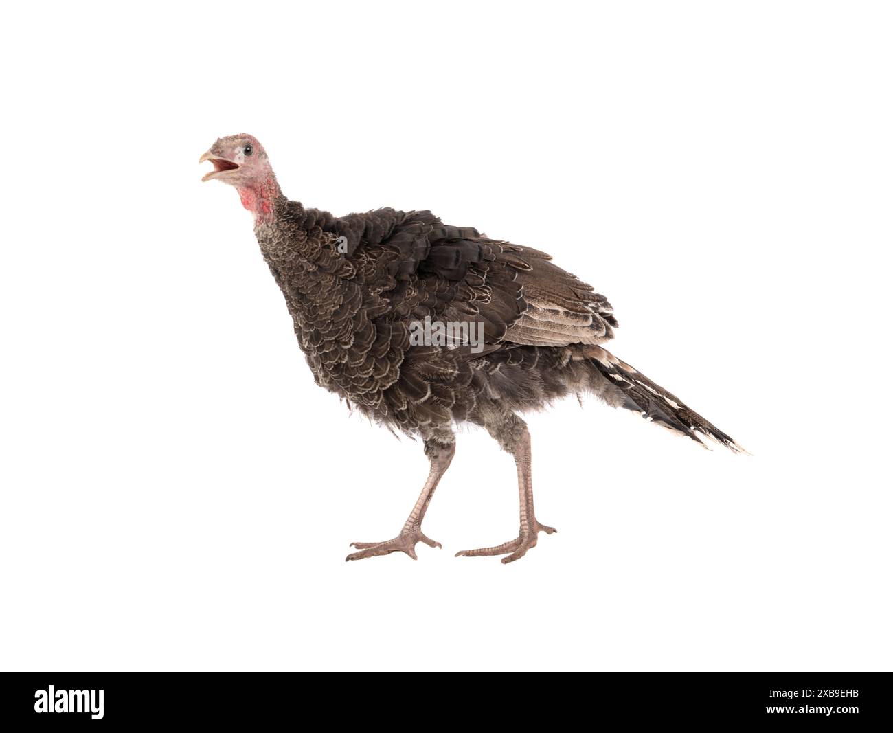 turkey with open mouth goes isolated on white background Stock Photo ...