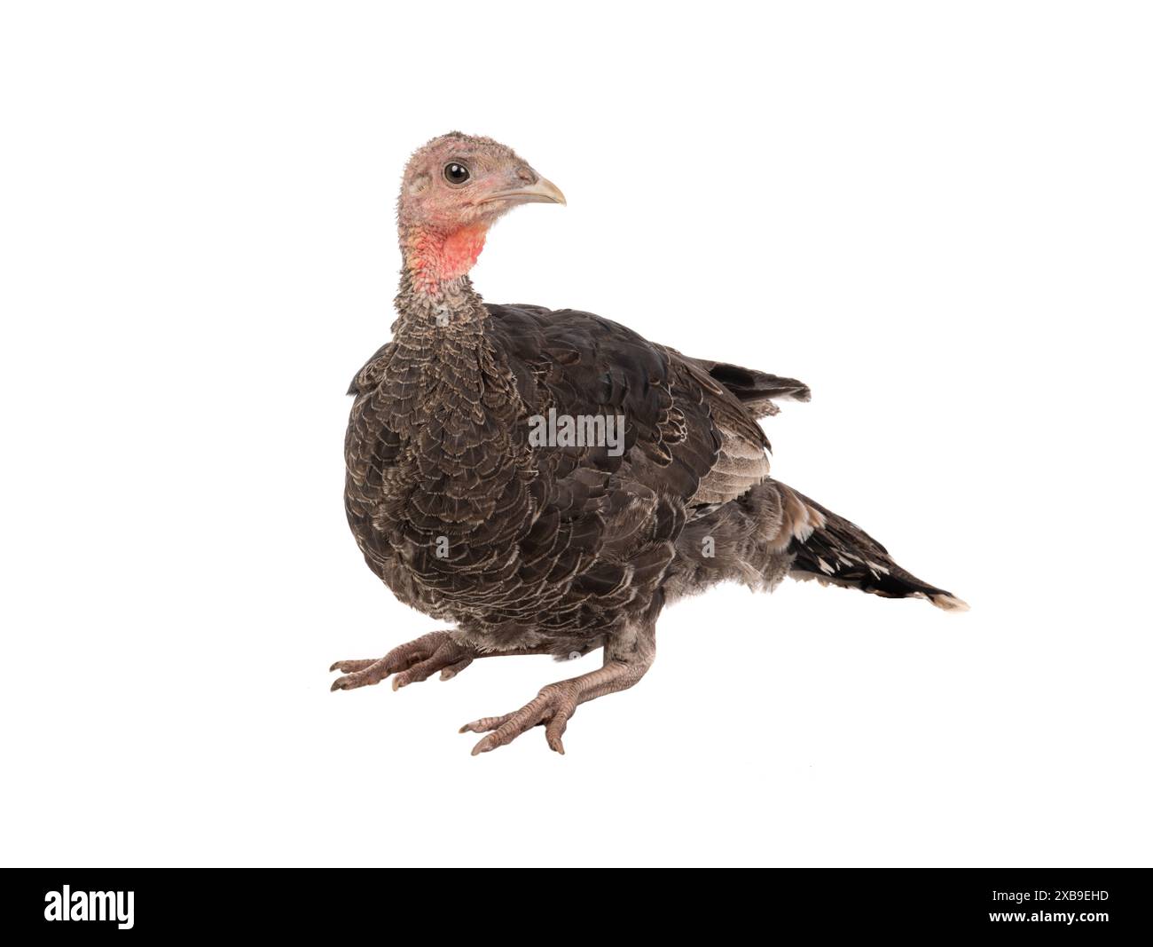 turkey sitting isolated on white background Stock Photo - Alamy