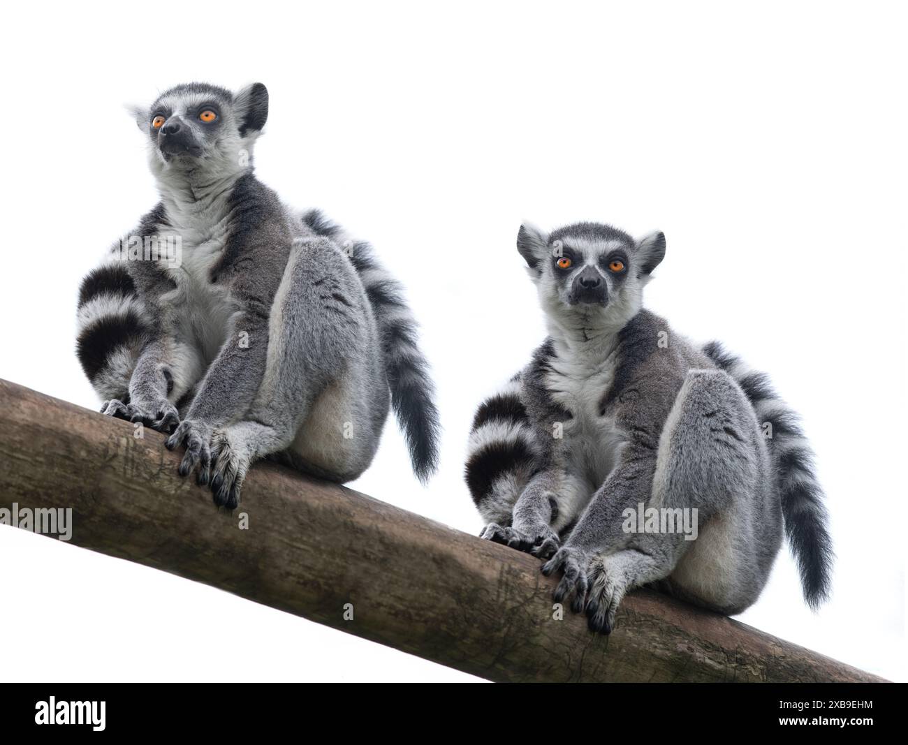 two lemur isolated on white background Stock Photo - Alamy