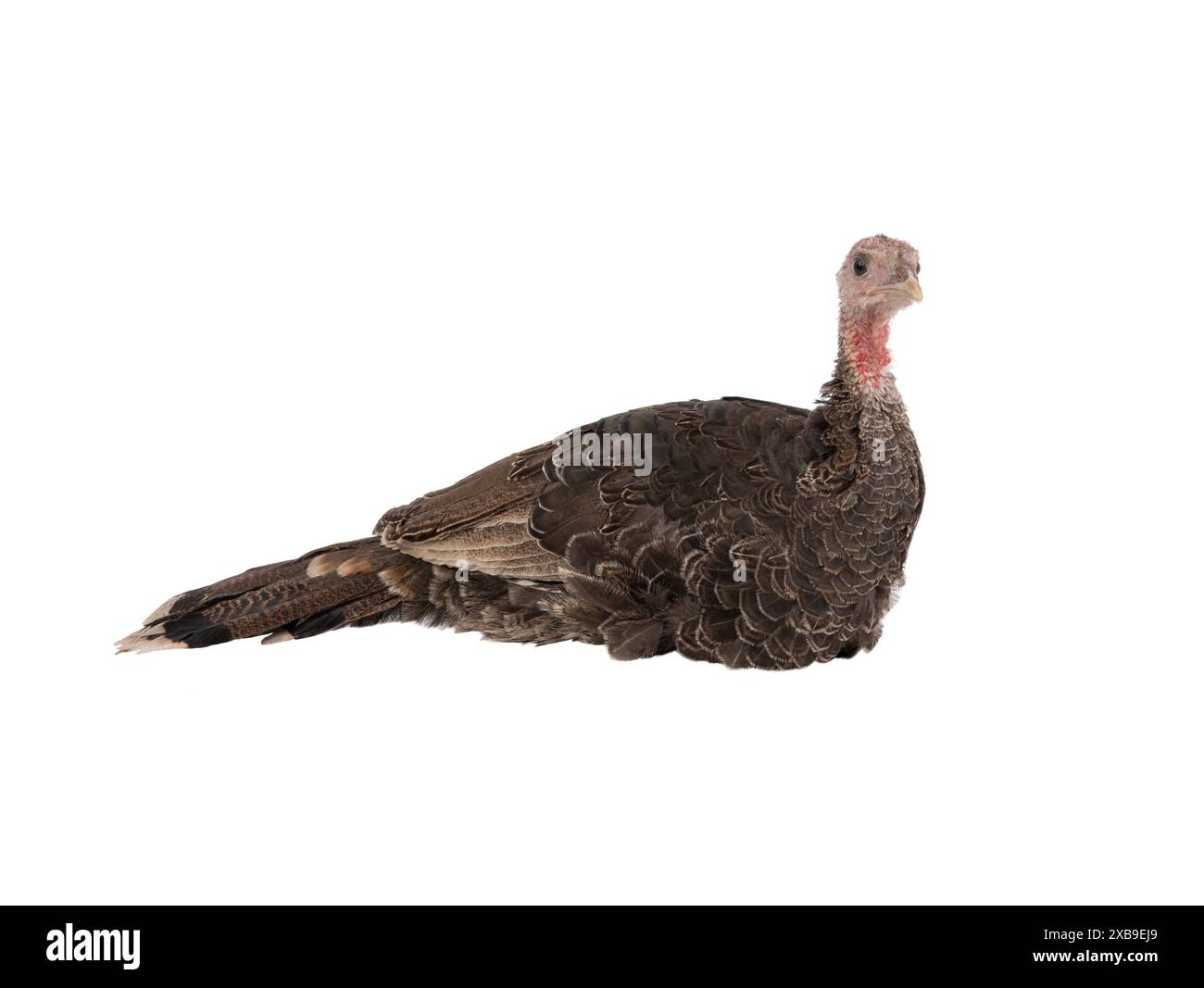 turkey sitting isolated on white background Stock Photo - Alamy