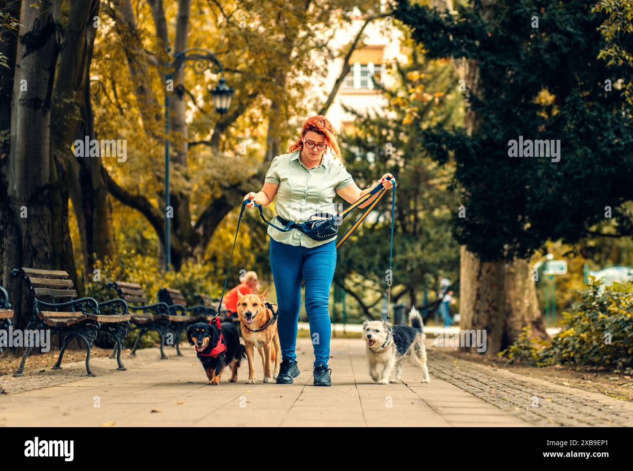 Female dog walker with dogs enjoying in city park Stock Photo - Alamy