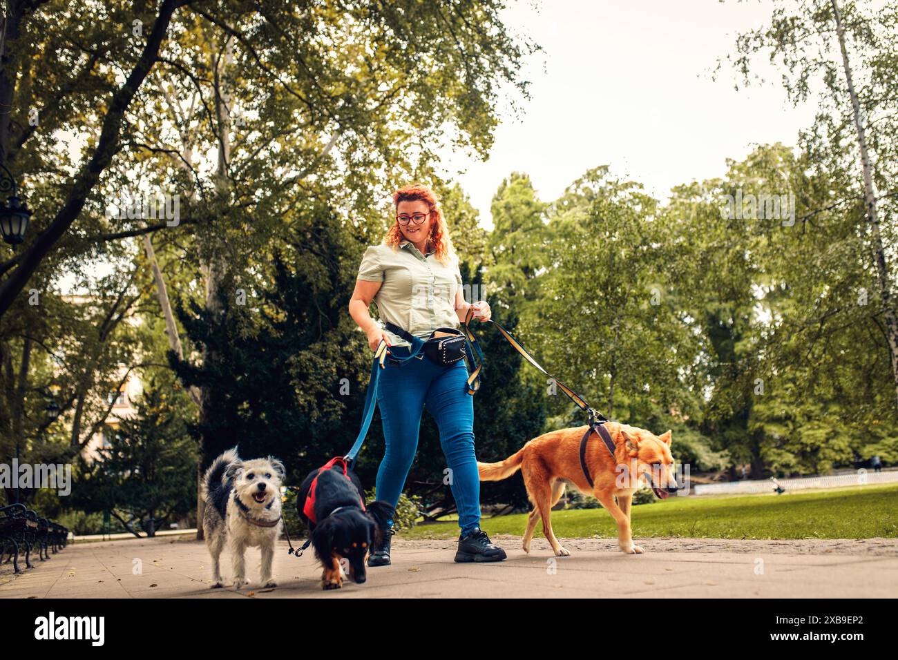 Female dog walker with dogs enjoying in city walk Stock Photo - Alamy