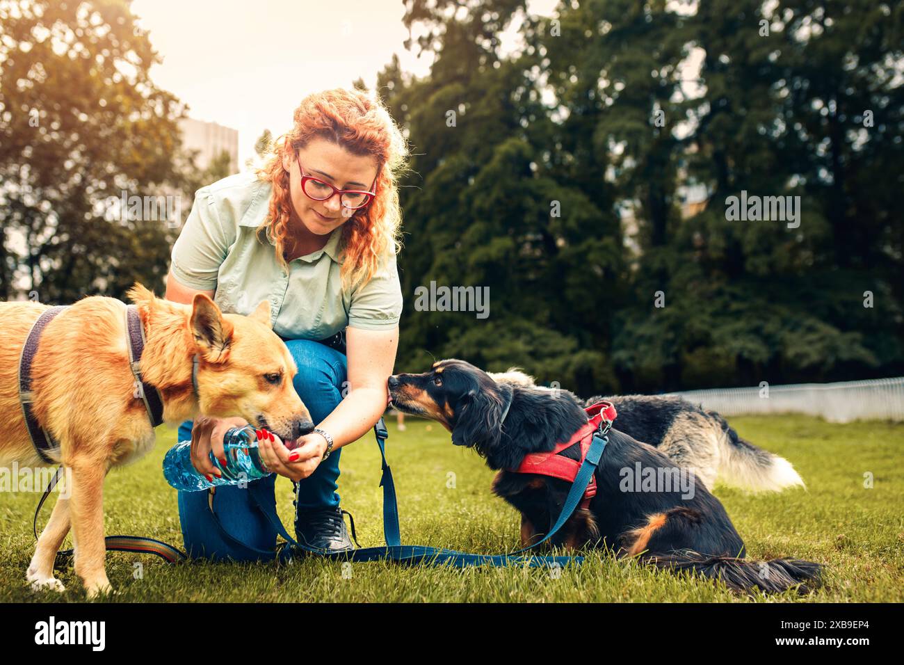 Female dog walker with dogs enjoying in city walk Stock Photo - Alamy