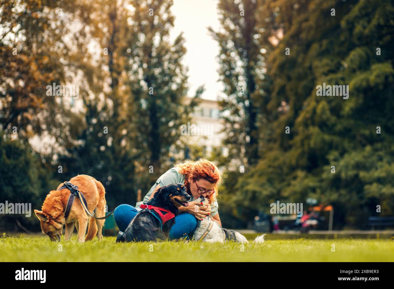 Female dog walker with dogs enjoying in city park while sitting on ...