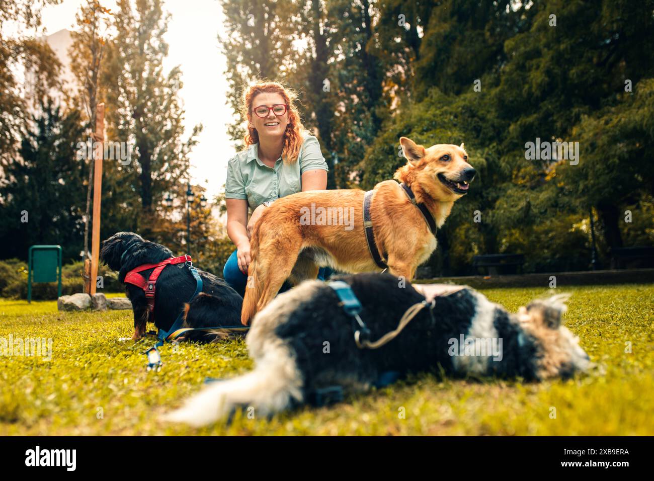Female dog walker with dogs enjoying in city park Stock Photo - Alamy