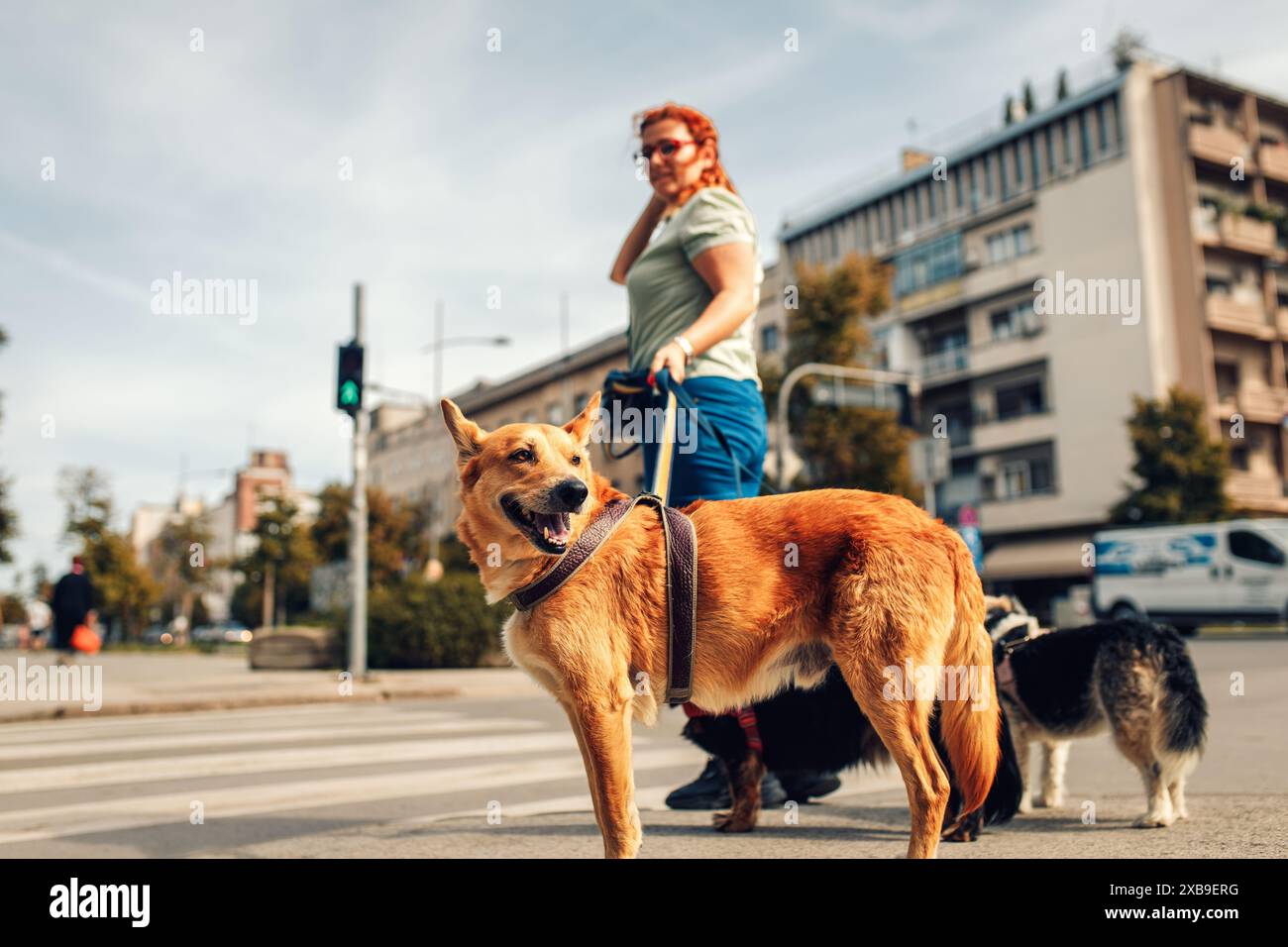 Female dog walker with dogs enjoying in city walk Stock Photo - Alamy