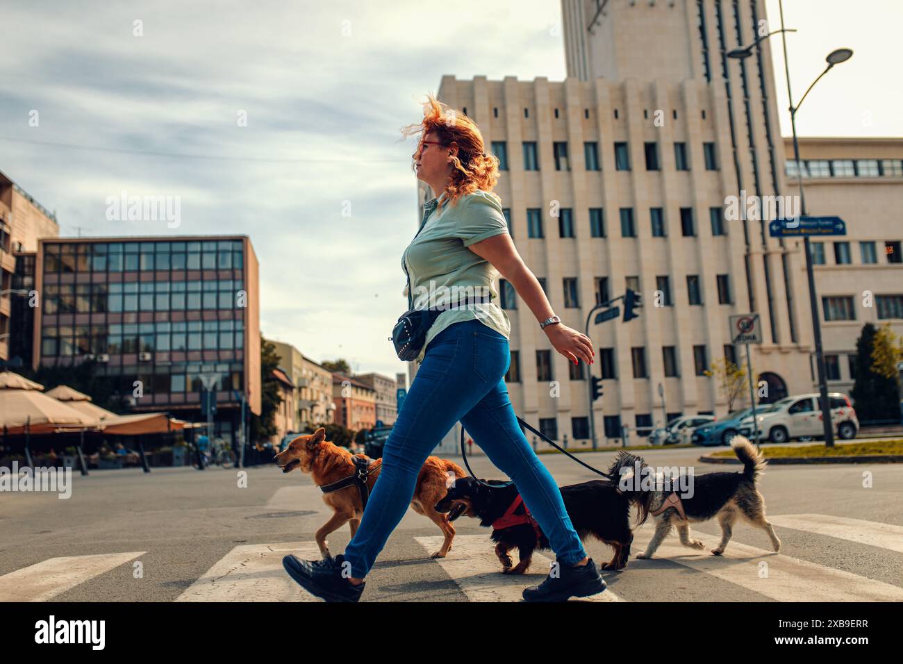 Female dog walker with dogs enjoying in city walk Stock Photo - Alamy