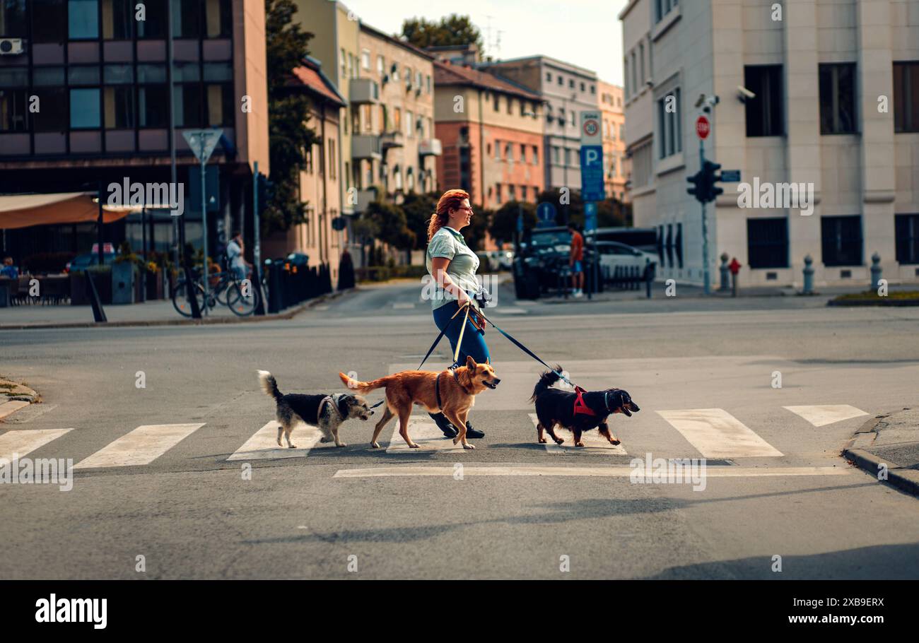 Female dog walker with dogs enjoying in city walk Stock Photo - Alamy