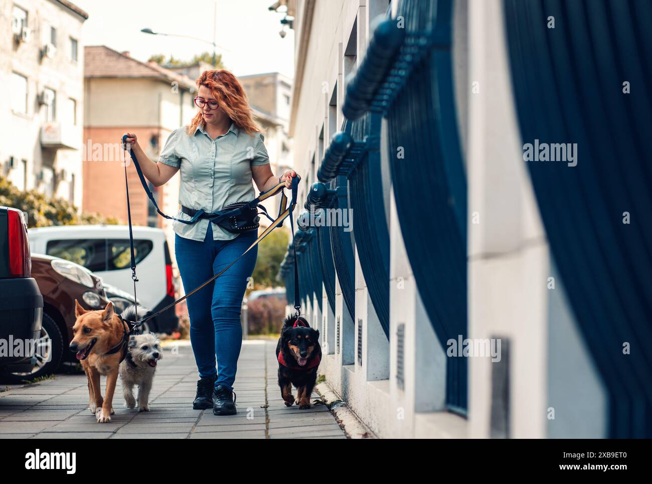 Female dog walker with dogs enjoying in city walk Stock Photo - Alamy