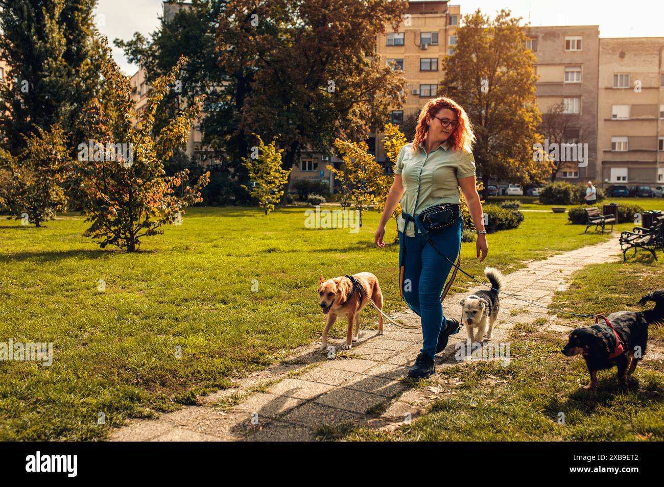 Female dog walker with dogs enjoying in city park Stock Photo - Alamy