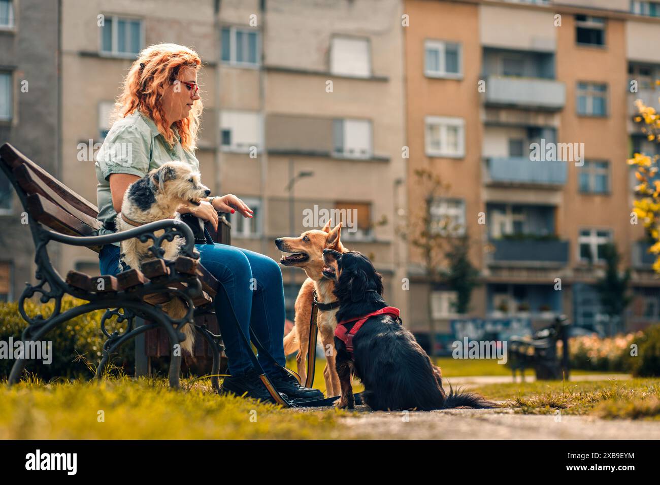 Female dog walker with dogs enjoying in city park while sitting on ...