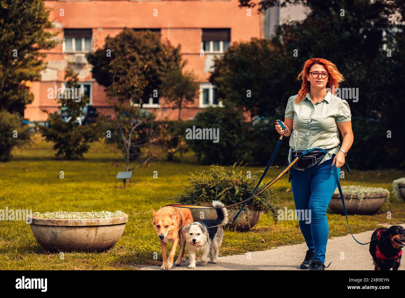 Female dog walker with dogs enjoying in city park Stock Photo - Alamy