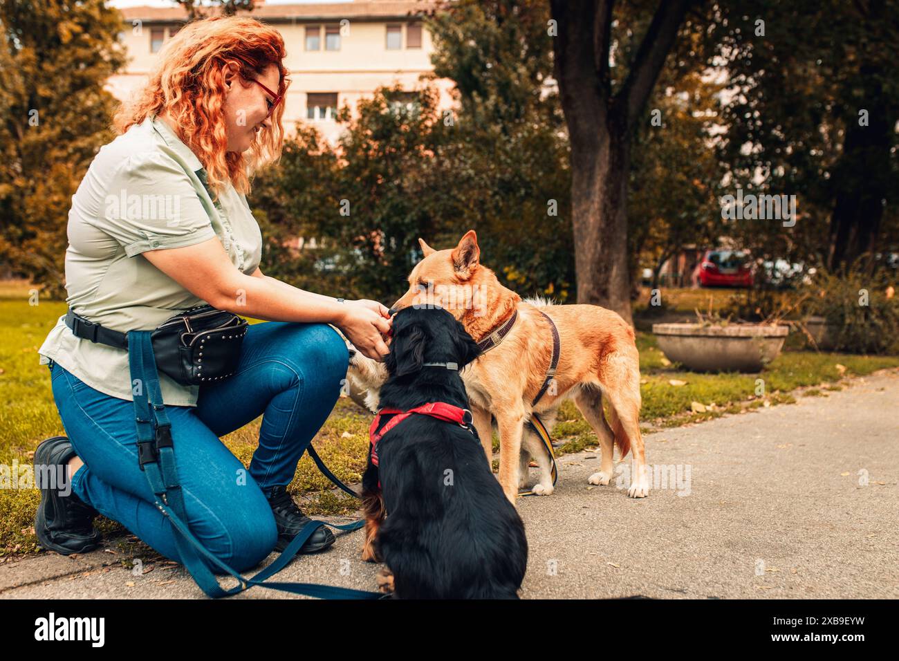 Female dog walker with dogs enjoying in city park Stock Photo - Alamy