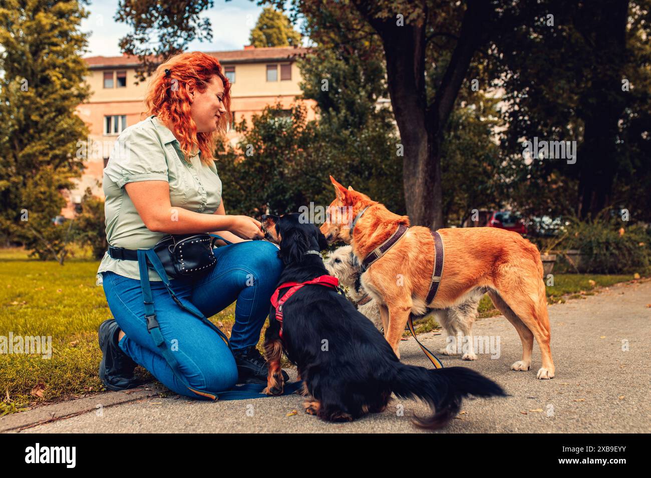 Professional dog walker park hi-res stock photography and images - Alamy