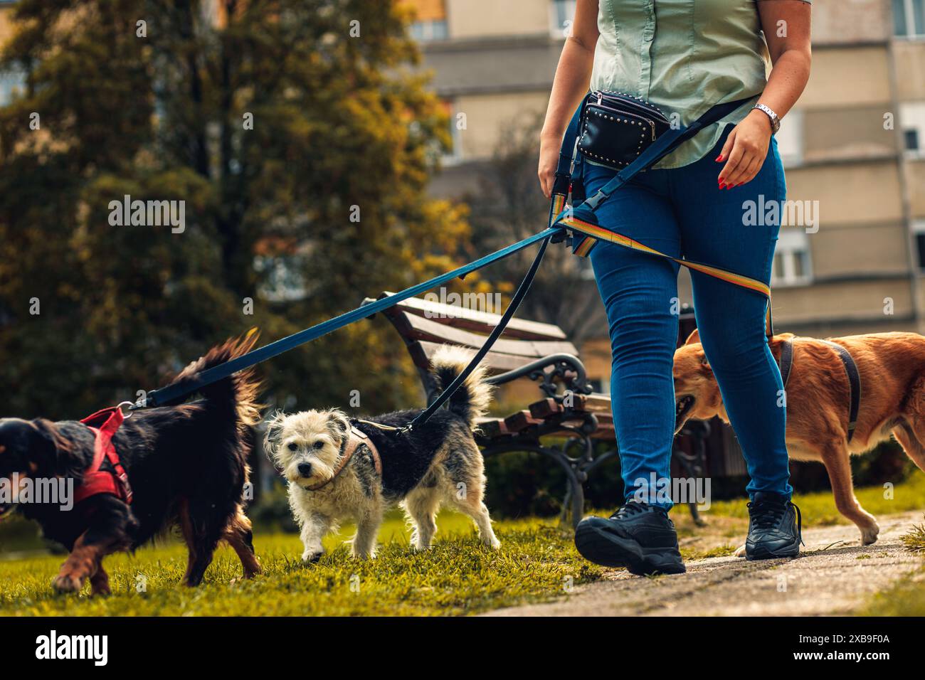 Female dog walker with dogs enjoying in city park Stock Photo - Alamy