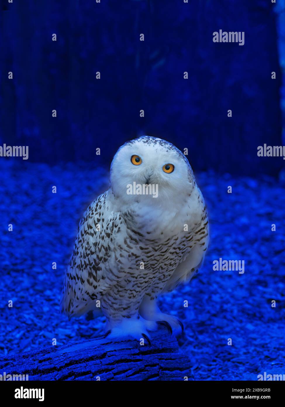 Snowy owl perched in tree hi-res stock photography and images - Alamy