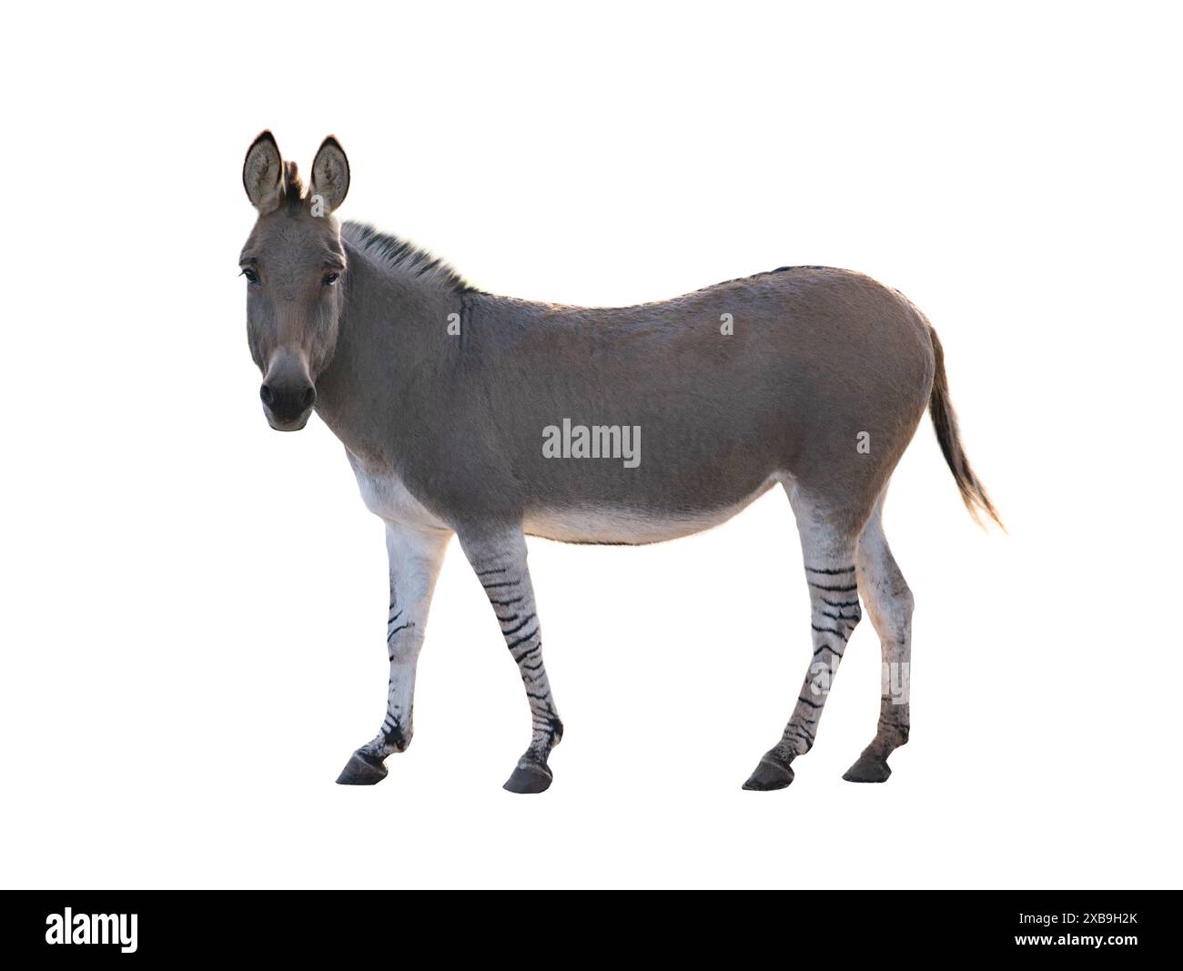 Zebroid zoo hi-res stock photography and images - Alamy