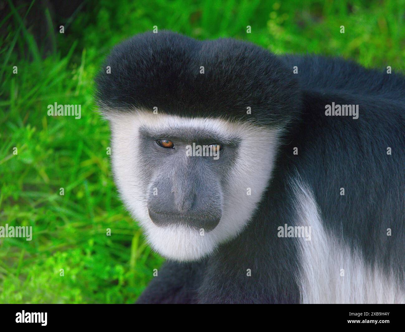 Portrait of an Abyssinian black and white colobus monkey, Colobus ...