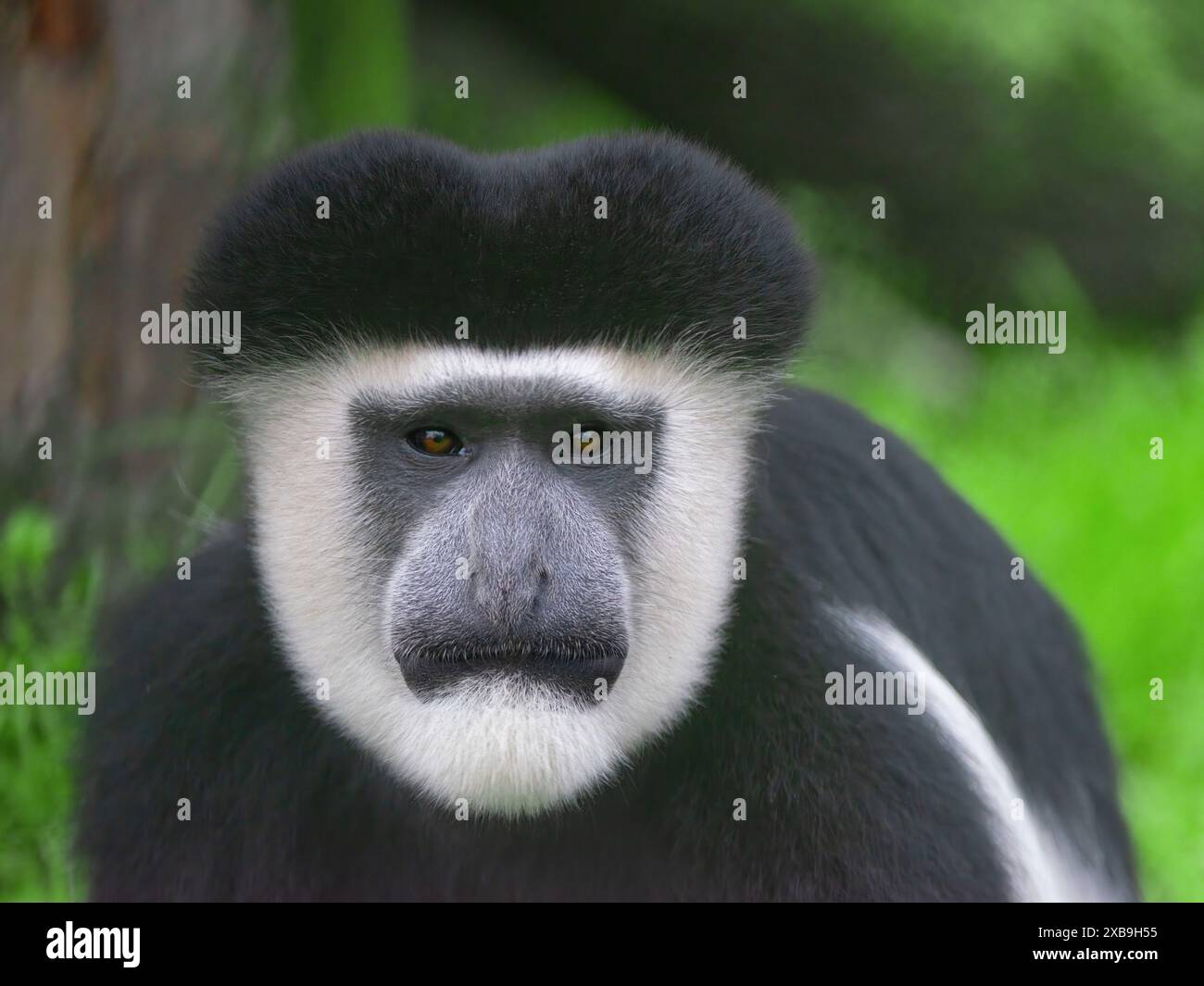 Portrait of an Abyssinian black and white colobus monkey, Colobus ...