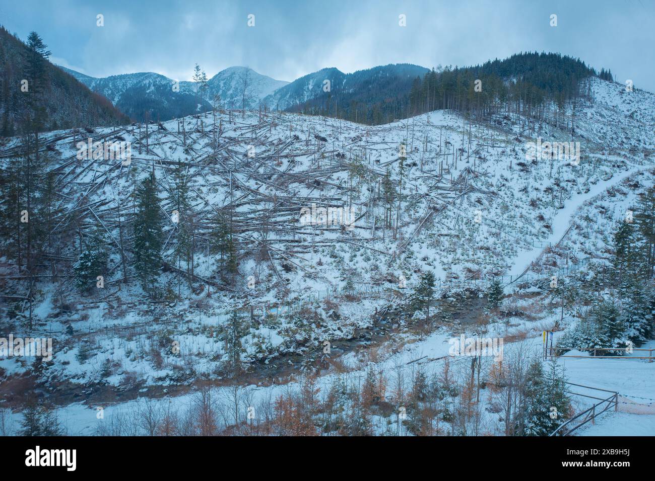 Pine diseased forest against the backdrop of mountains. ecological ...