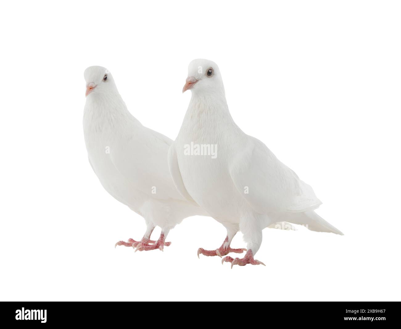 Two elegant white pigeons hi-res stock photography and images - Alamy