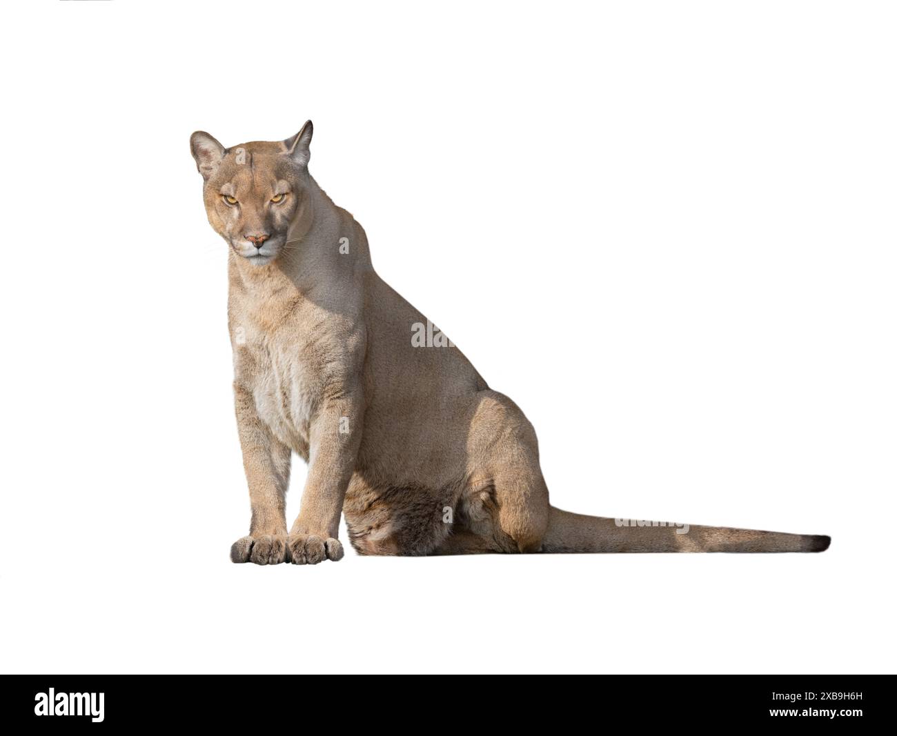 sitting Puma isolated on white background Stock Photo - Alamy
