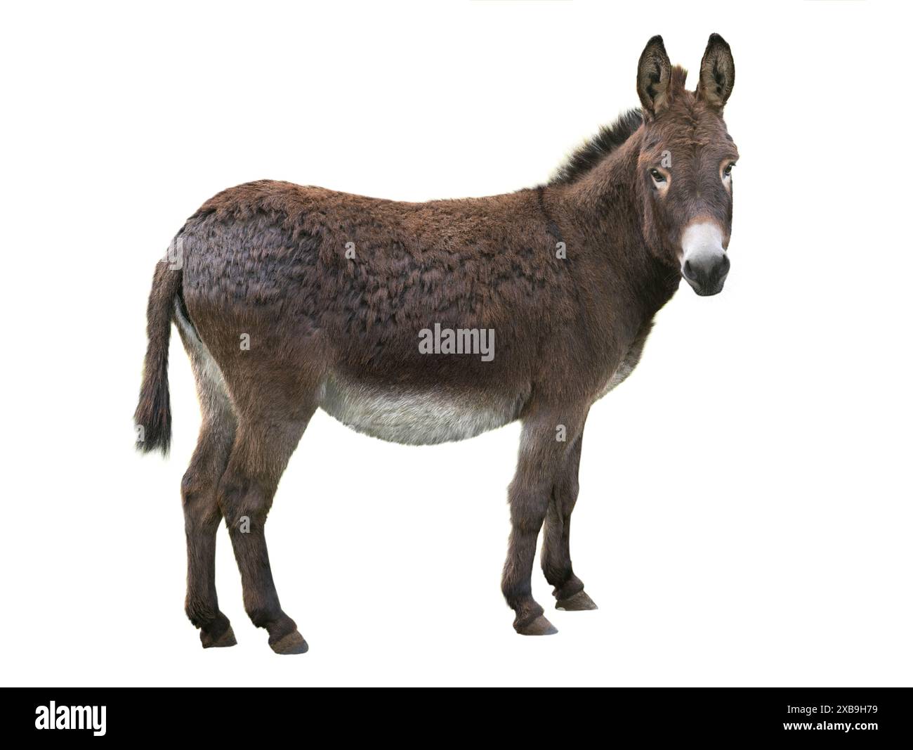 brown donkey isolated on white background Stock Photo - Alamy