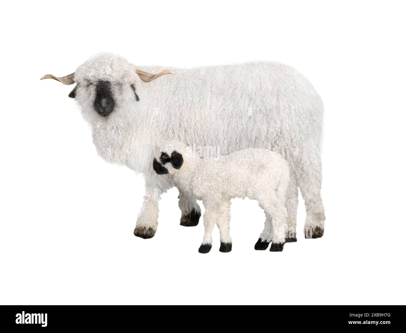 Welsh black-faced sheep with a small cub in front of a white background ...