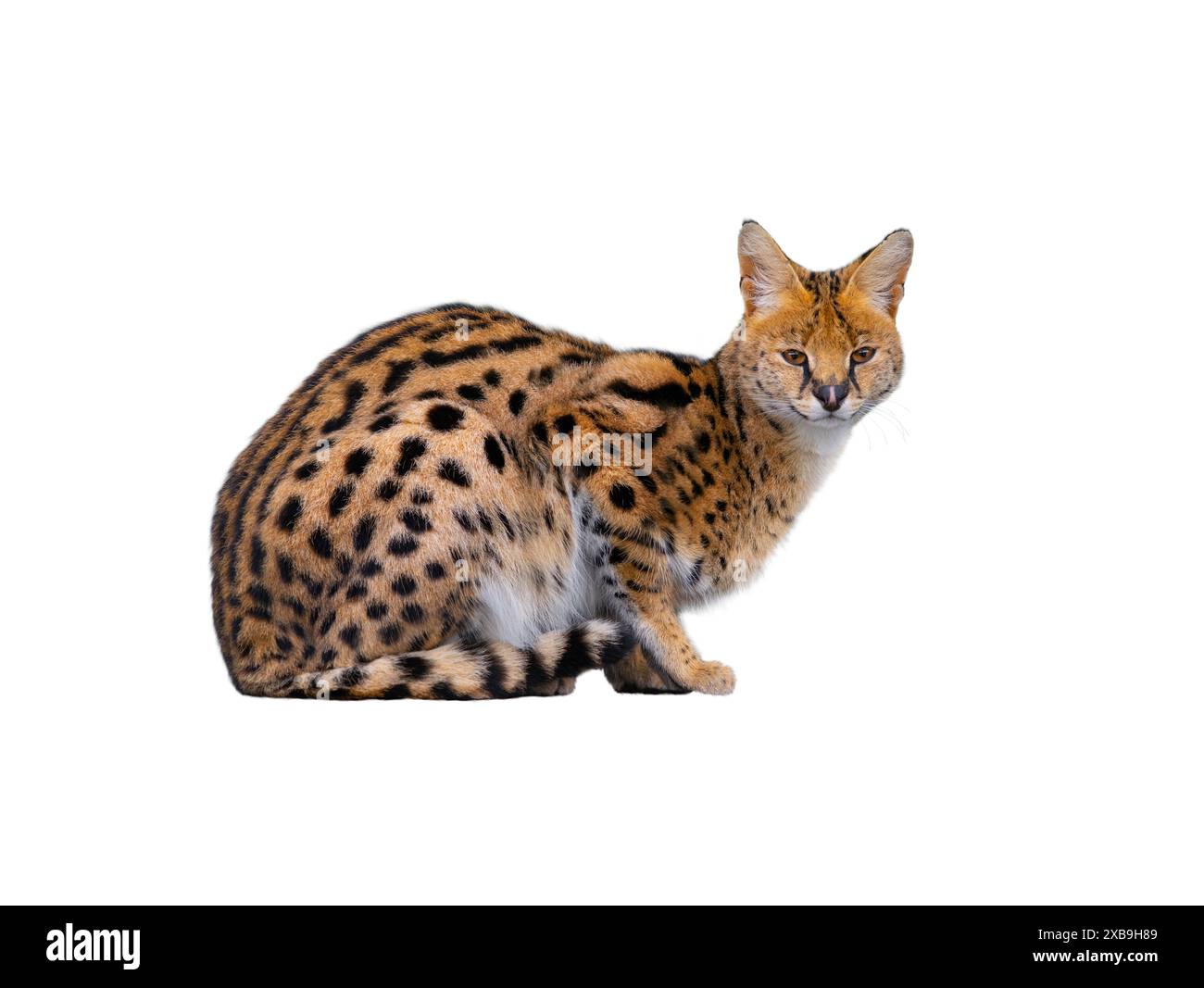 Serval cat animal Cut Out Stock Images & Pictures - Alamy