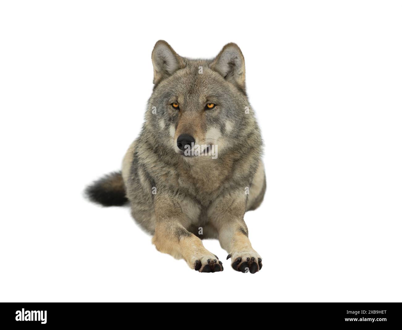 European gray wolf Cut Out Stock Images & Pictures - Alamy