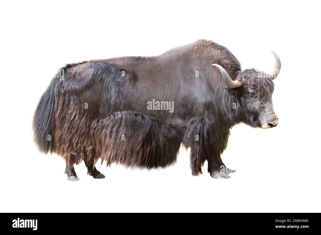 standing yak isolated on white background Stock Photo - Alamy
