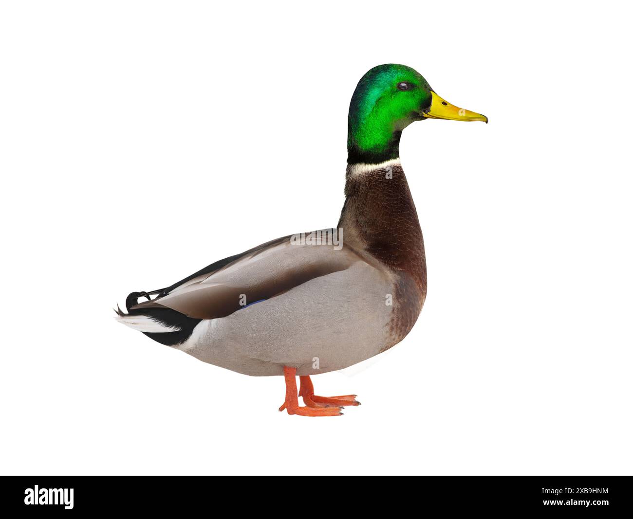 Mallard (anas platyrhynchos) isolated on white background Stock Photo ...
