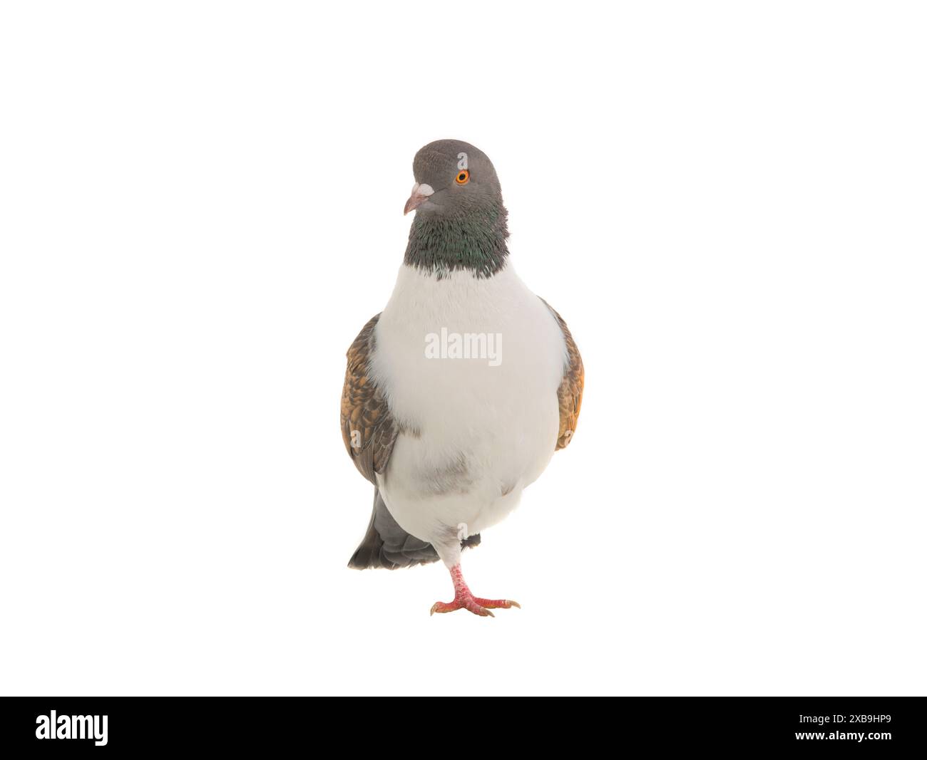 german modena pigeon stands on one leg isolated on white background ...