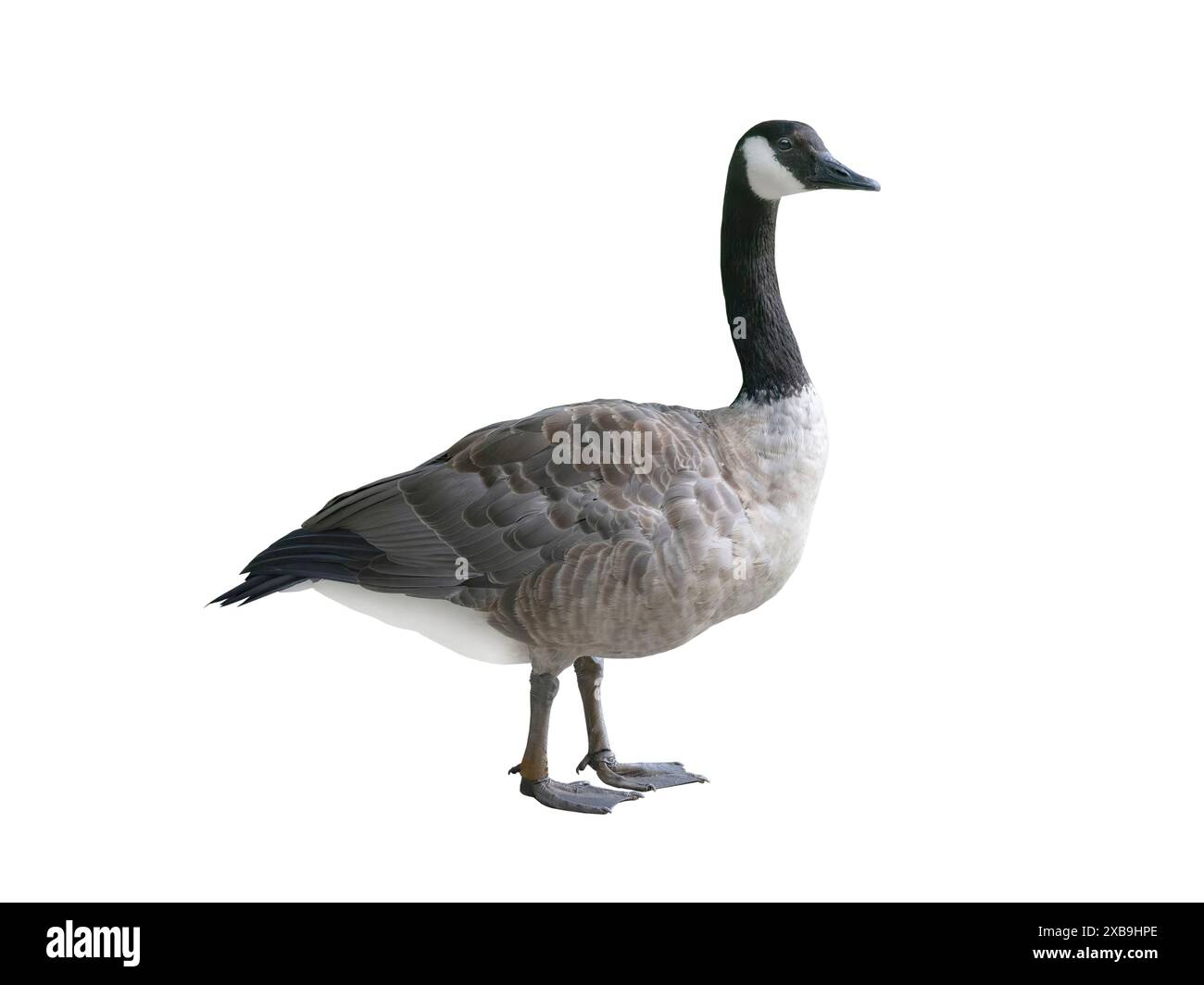 wild goose (Branta canadensis) isolated on white background Stock Photo ...