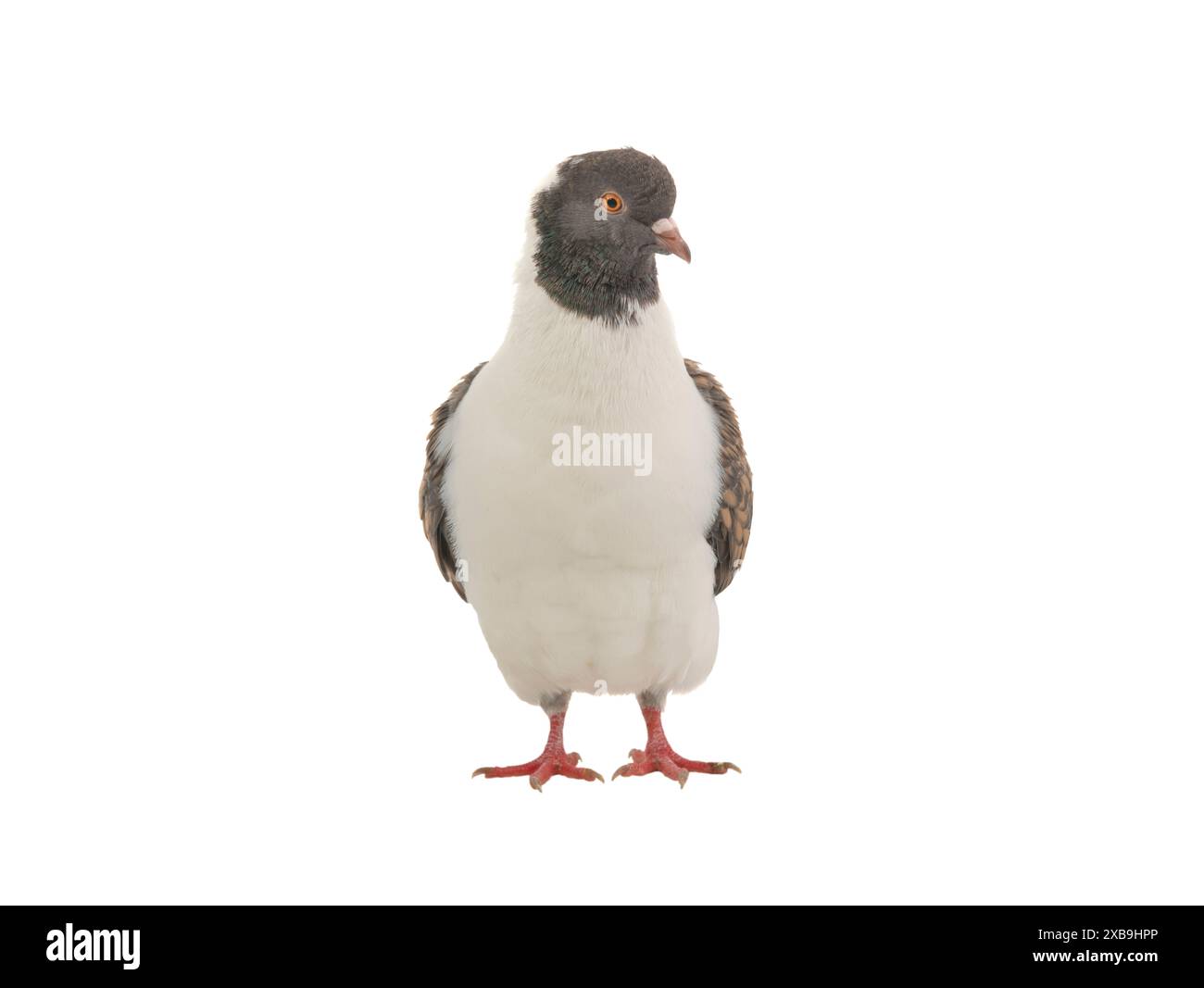 german modena dove isolated on white background Stock Photo - Alamy