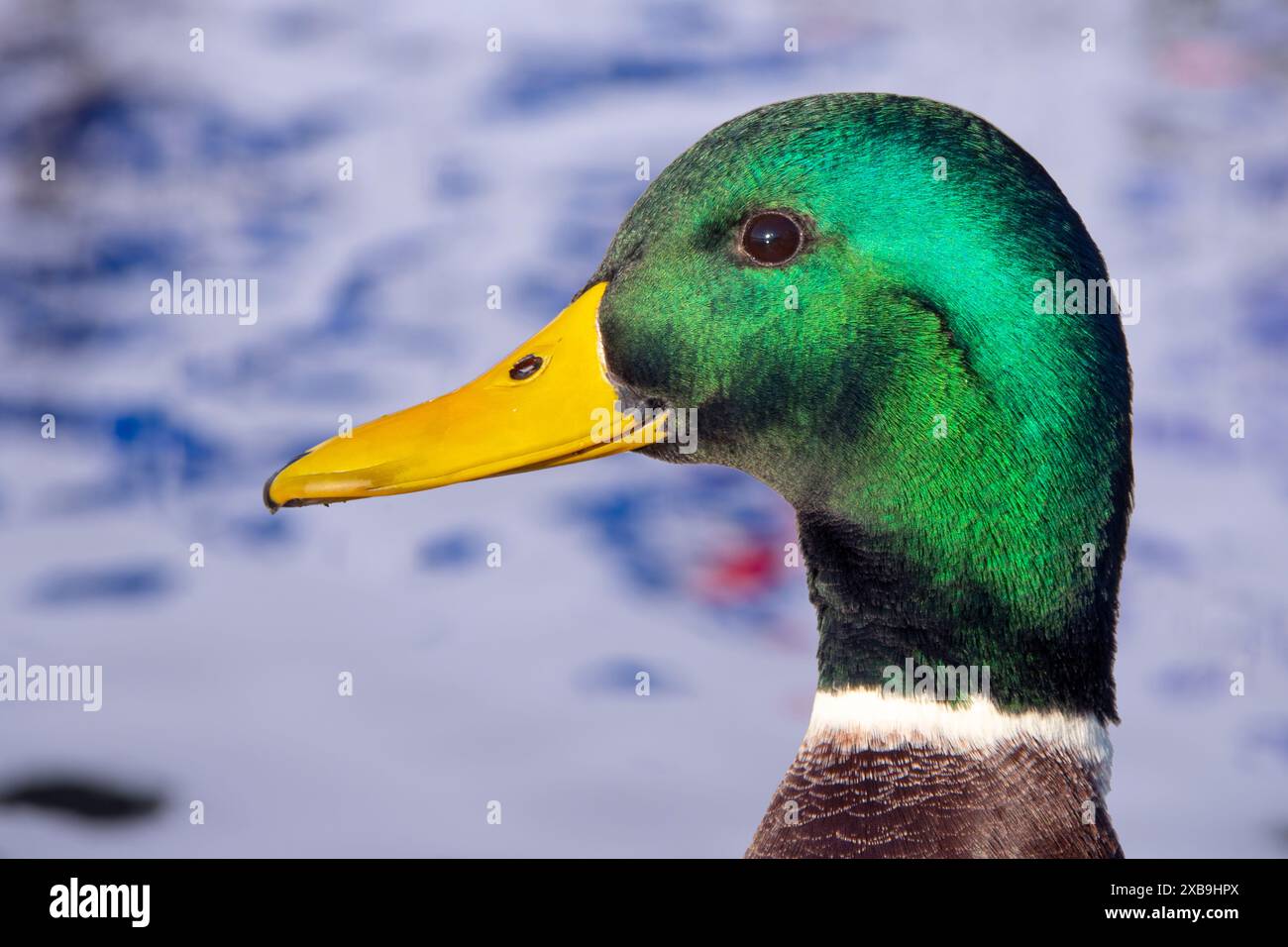 Blurred profile hi-res stock photography and images - Alamy