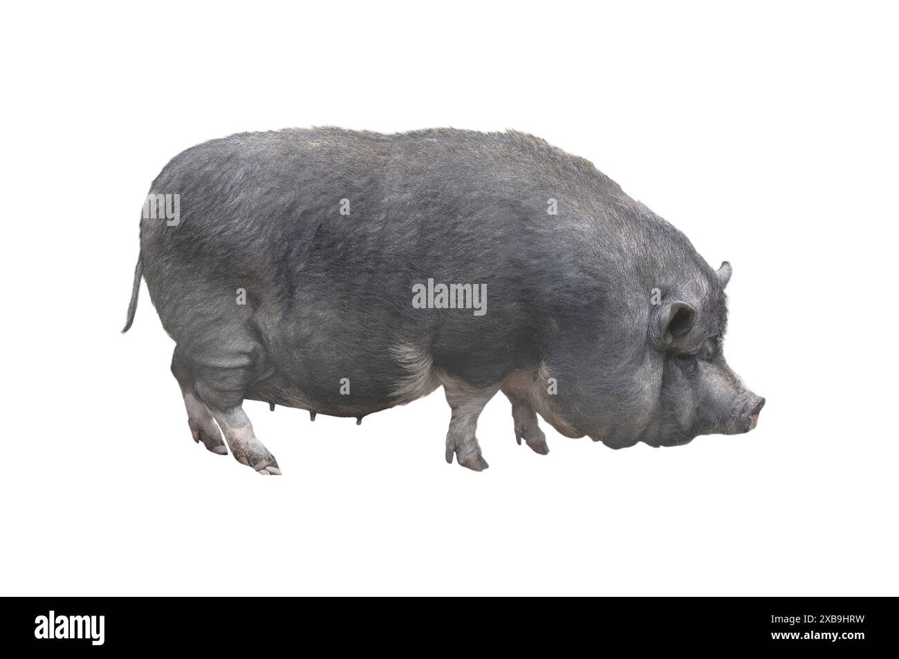 fat pig isolated on white background Stock Photo - Alamy