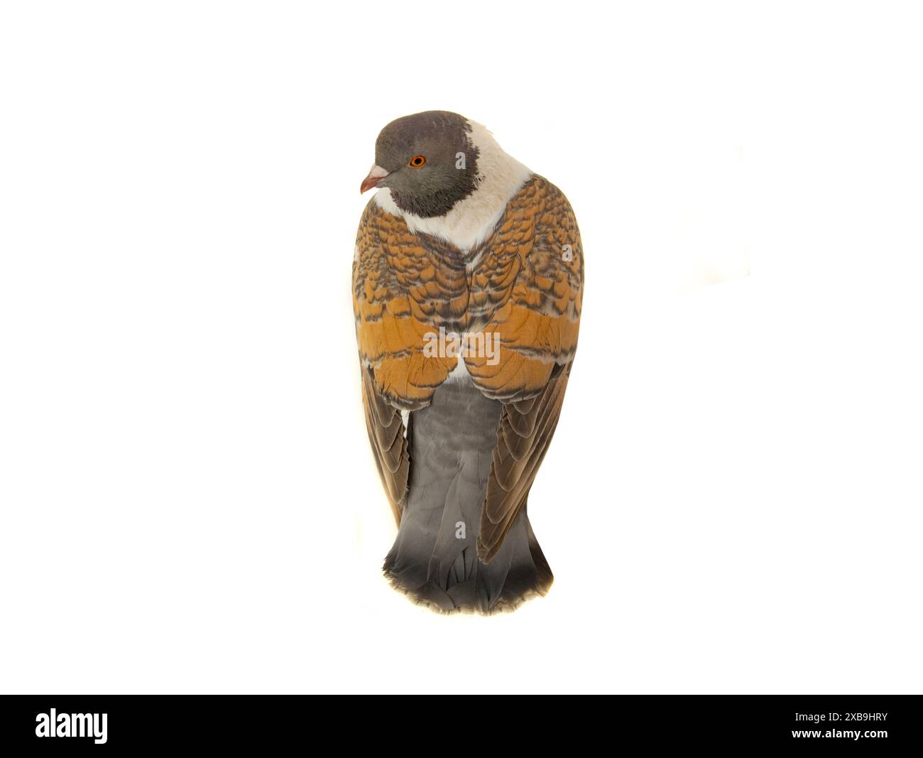 german modena dove isolated on white background Stock Photo - Alamy