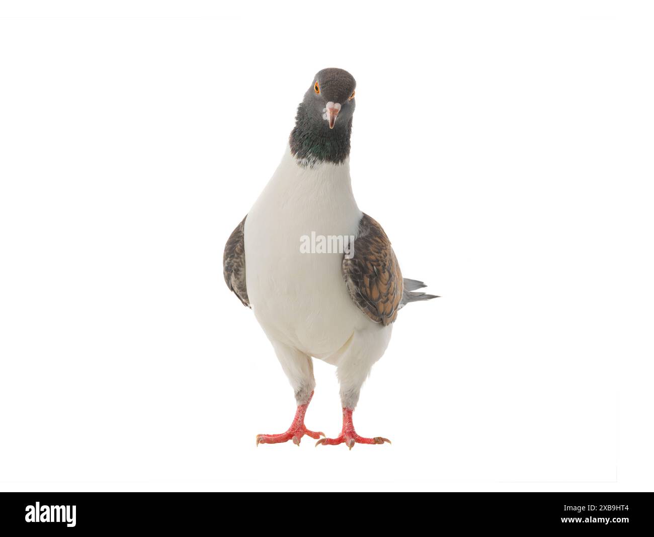 german modena dove isolated on white background Stock Photo - Alamy