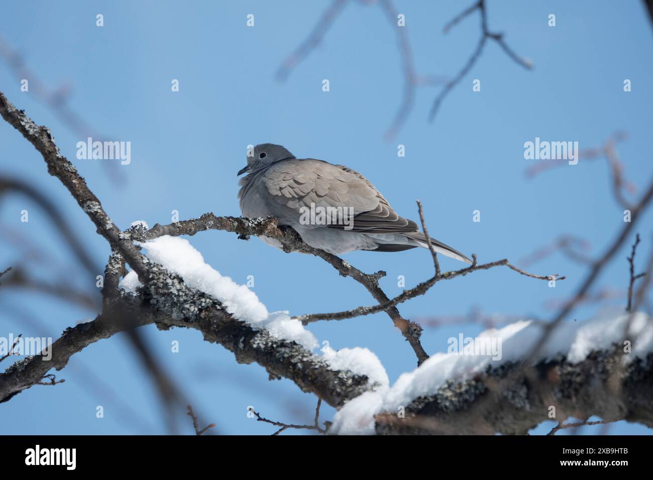 White dove sitting in tree hi-res stock photography and images - Alamy