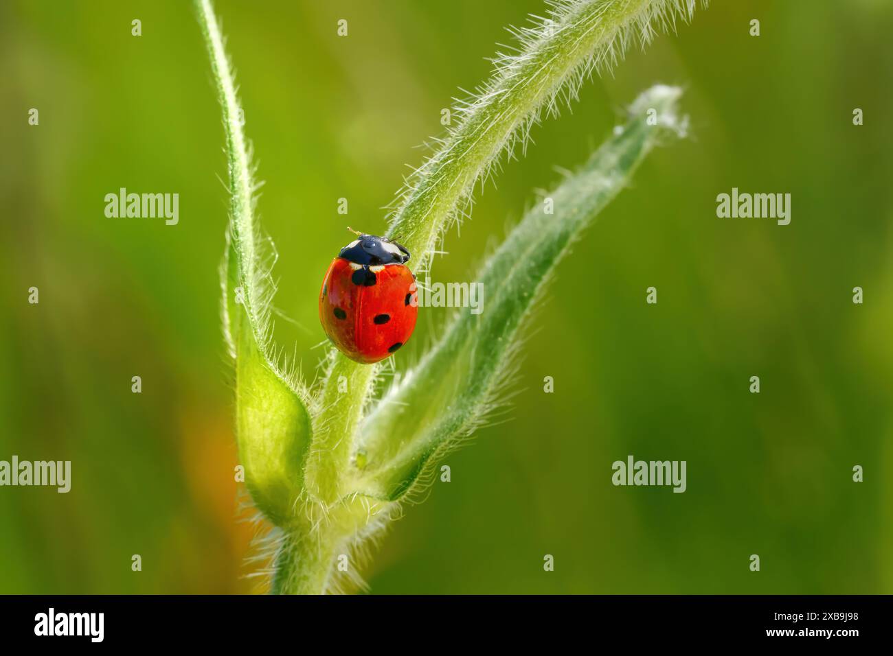Seven-spot ladybird on the hairy stem of a green plant Stock Photo - Alamy