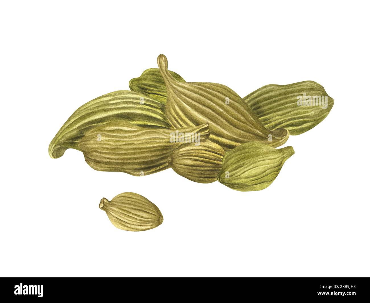 Green cardamom, Elettaria cardamomum. Fragrant camphor spice pile ...