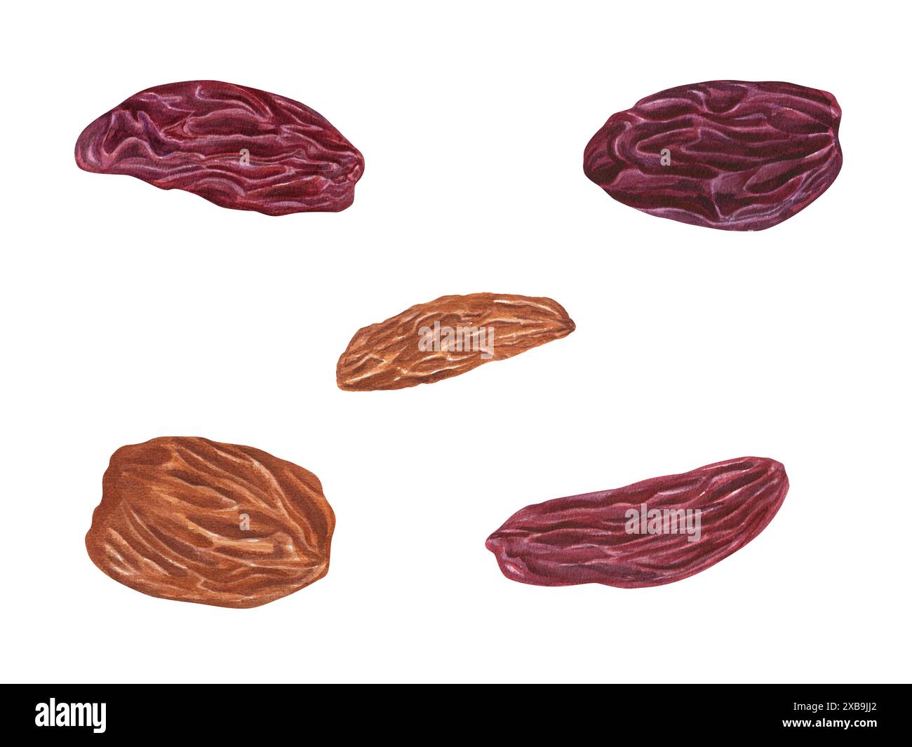 Raw organic raisin. Dried berries of grape. Set of sweet mix raisins ...