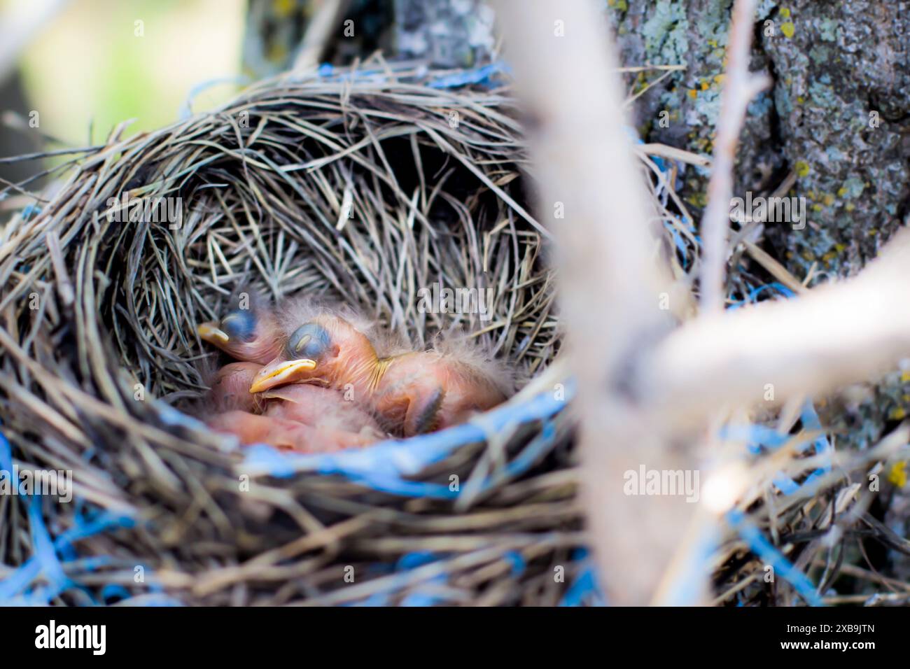 A close-up of a bird's nest with newborn chicks nestled inside ...