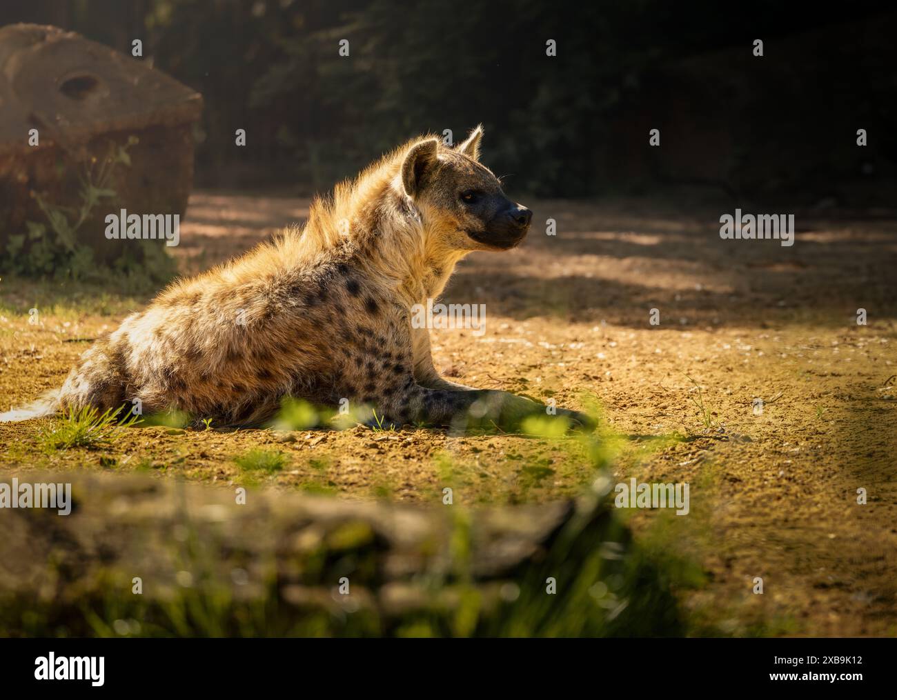 Hyena spotted hyena hyena sitting hi-res stock photography and images ...