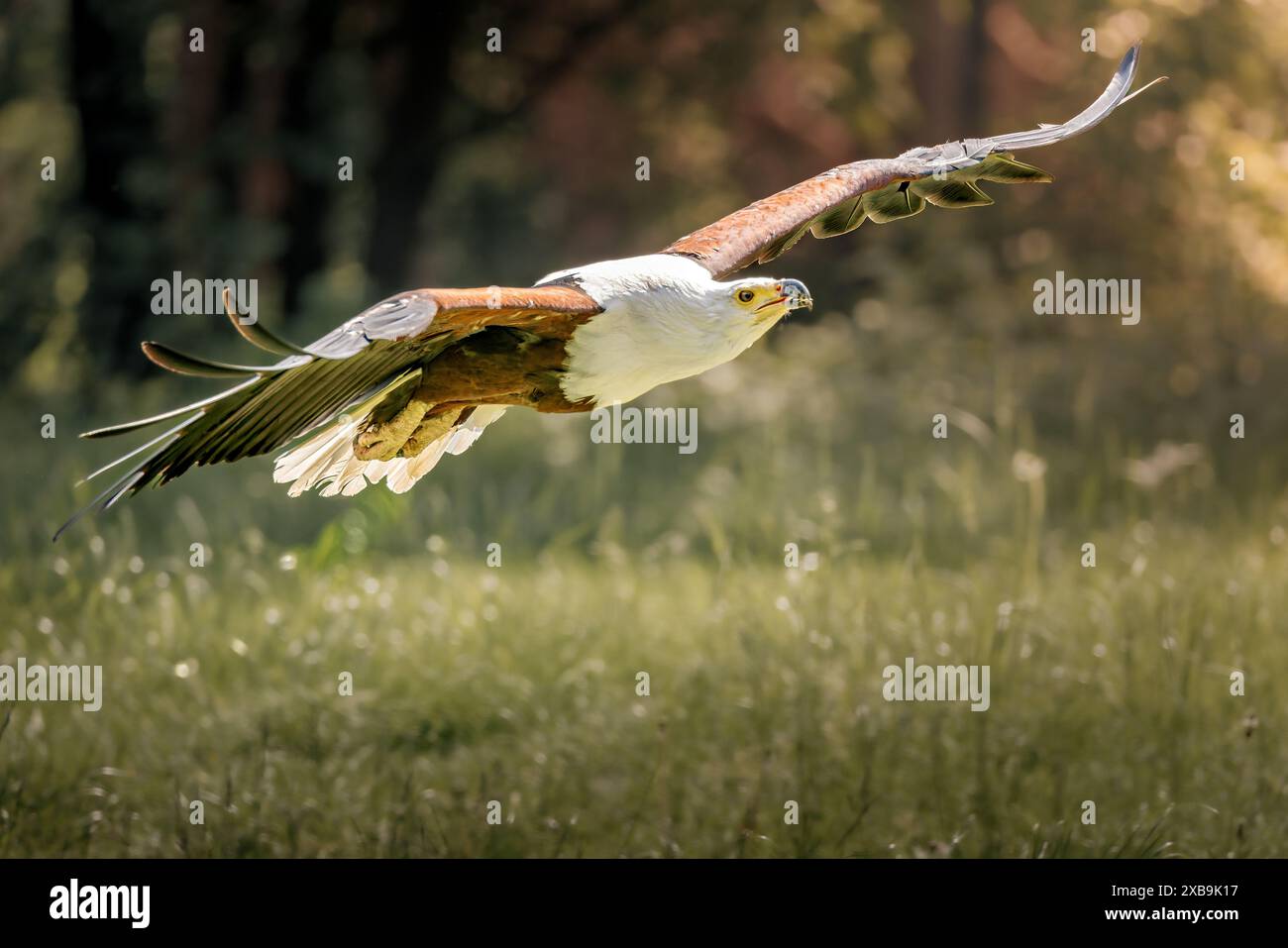 A majestic eagle in flight over a grassy field with a blurred forest ...